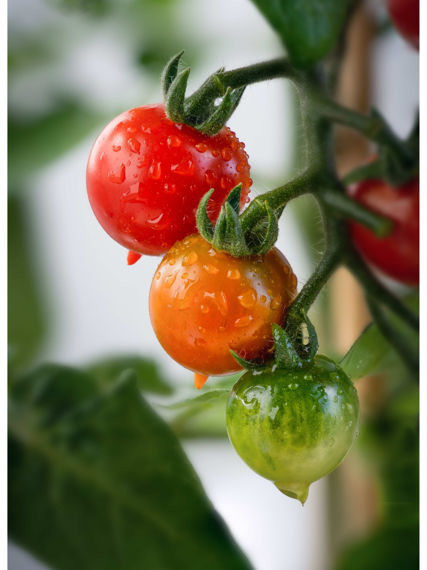 The Ever Hopeful Gardener's Kickass Frass Plant Food – KICKASS FRASS®