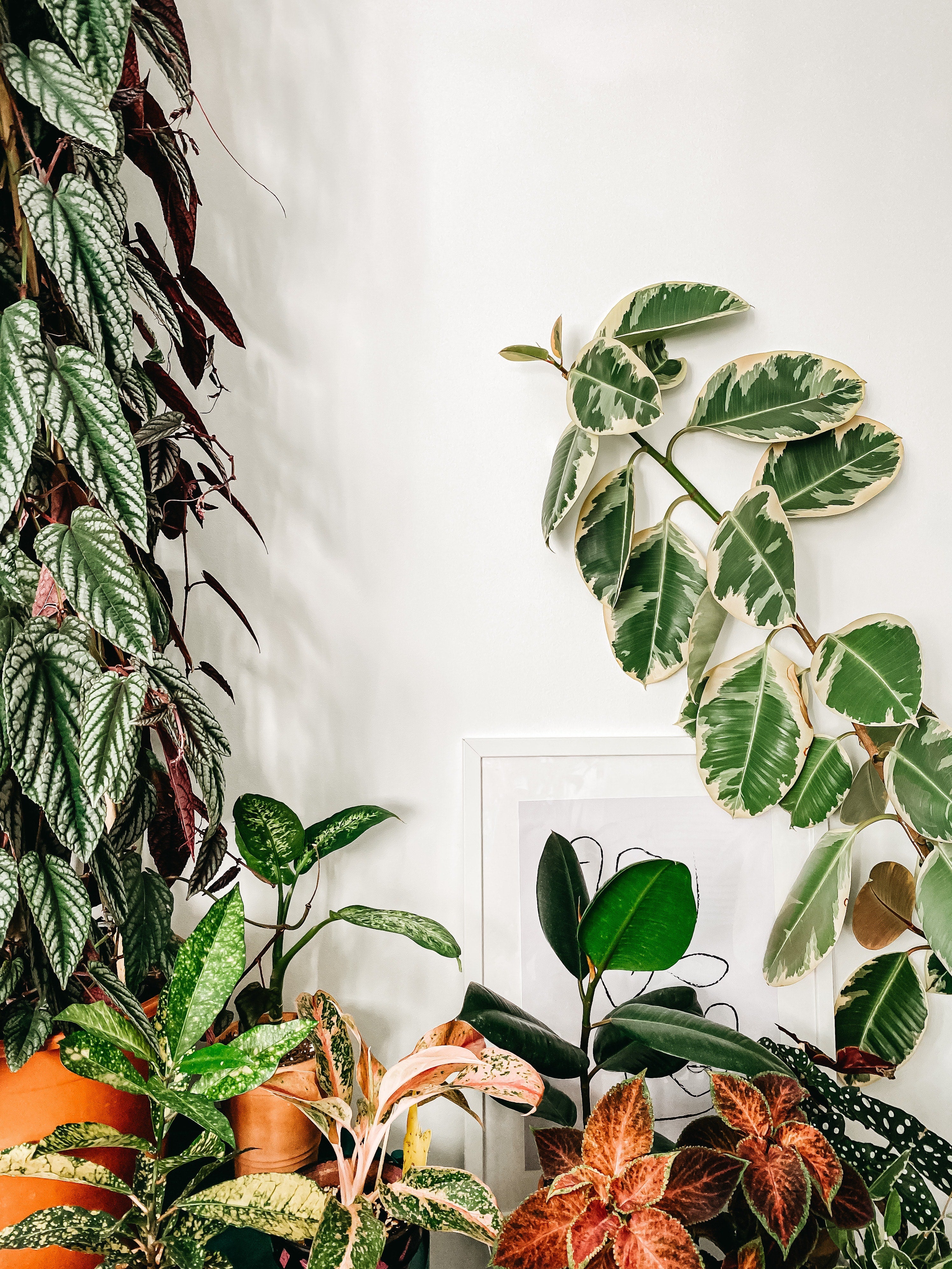 The Ever Hopeful Gardener's Kickass Frass Plant Food – KICKASS FRASS®